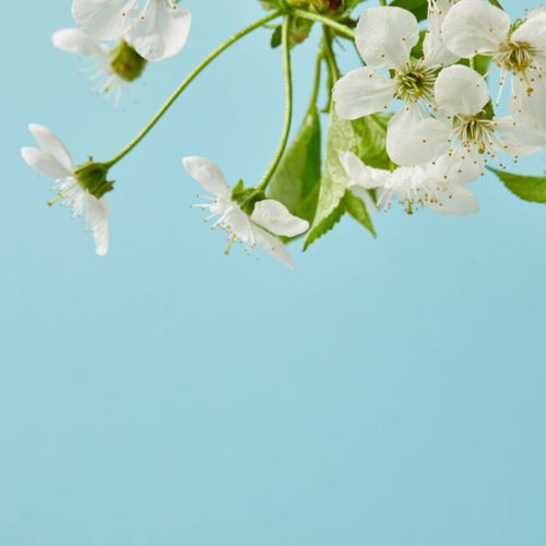 Flower Background Images & Wallpapers: Free Download | Fotor